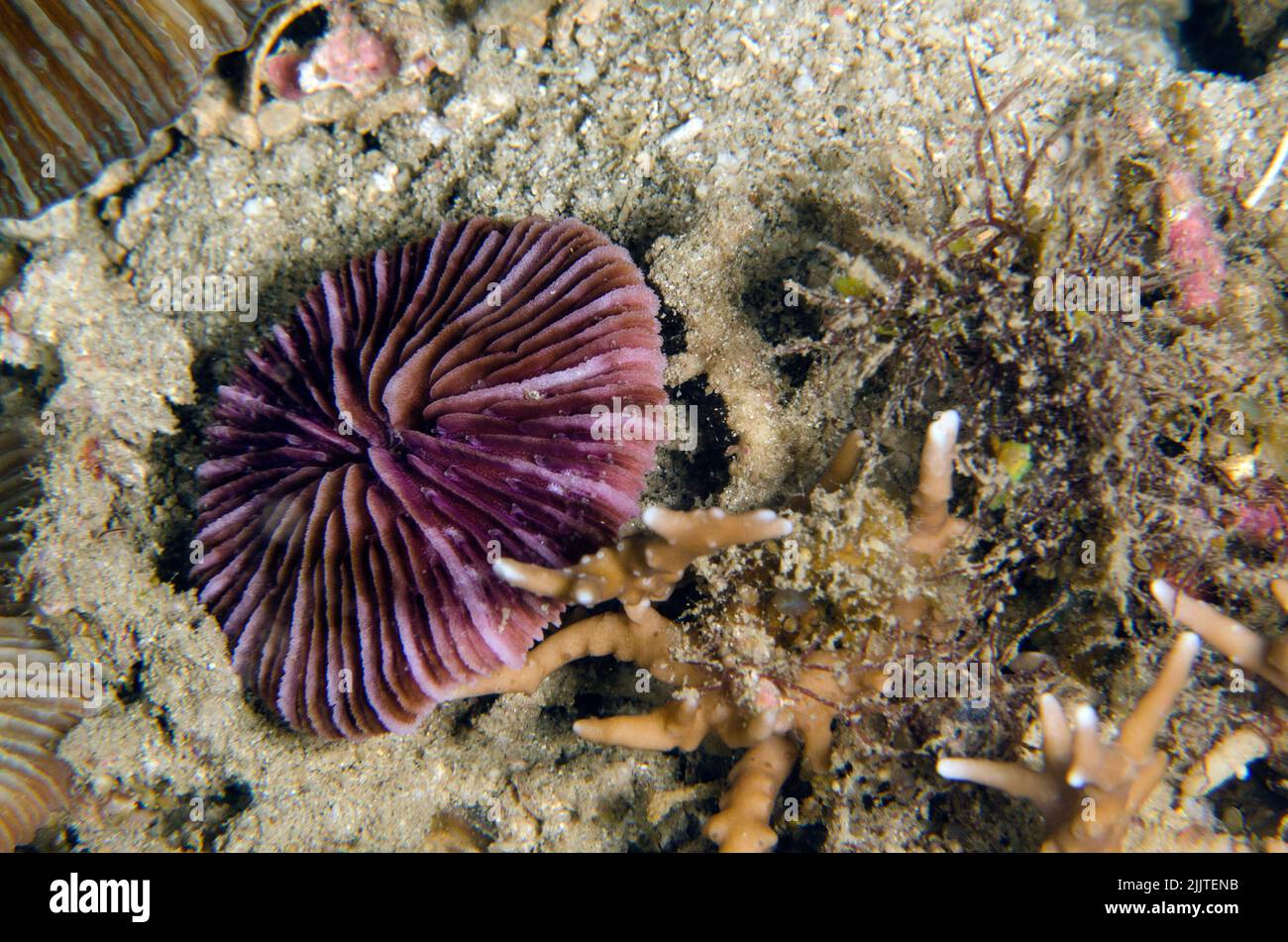 Fungiidae reef hi-res stock photography and images - Alamy