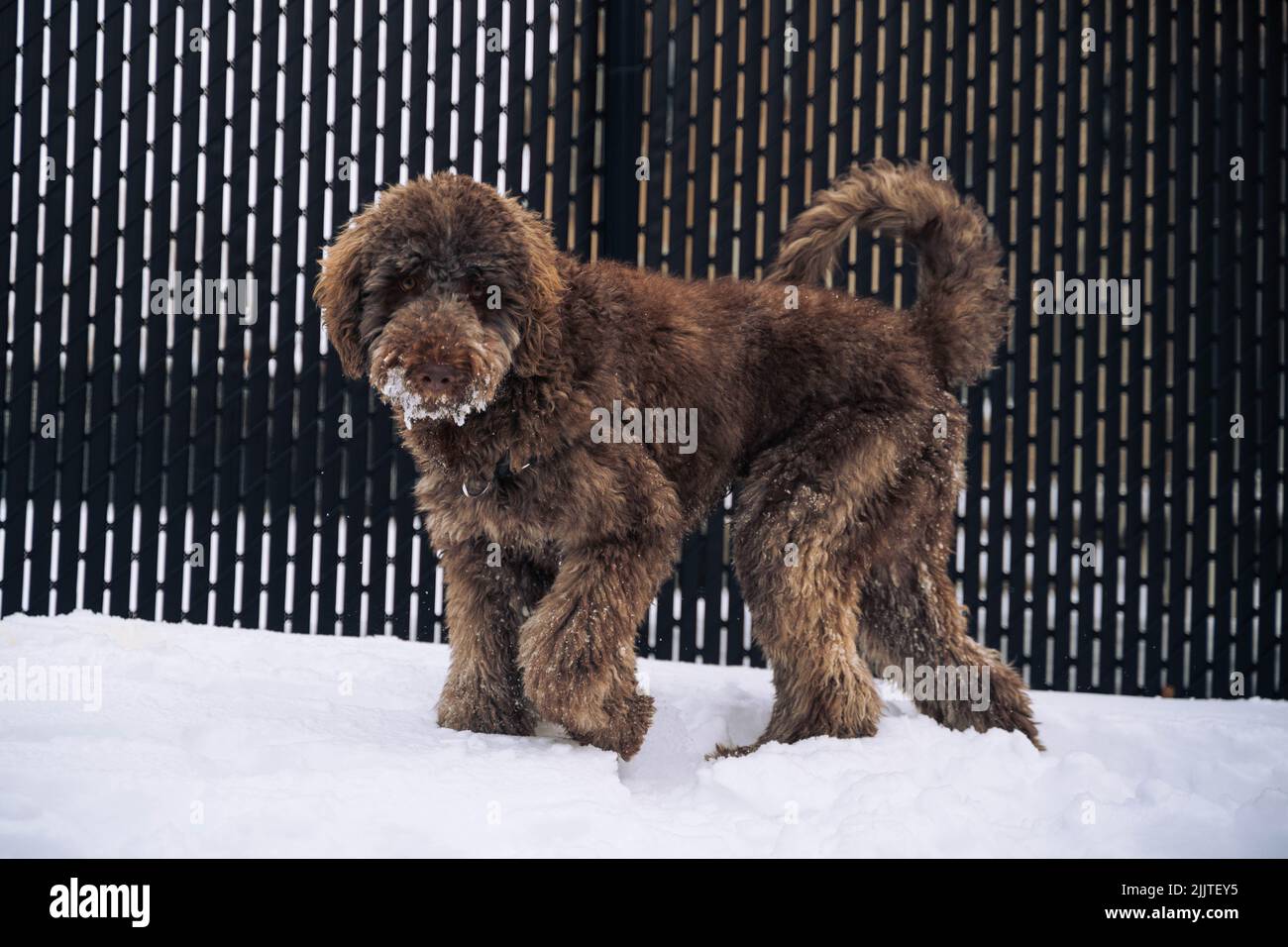 Fluffy brown dog hi-res stock photography and images - Alamy