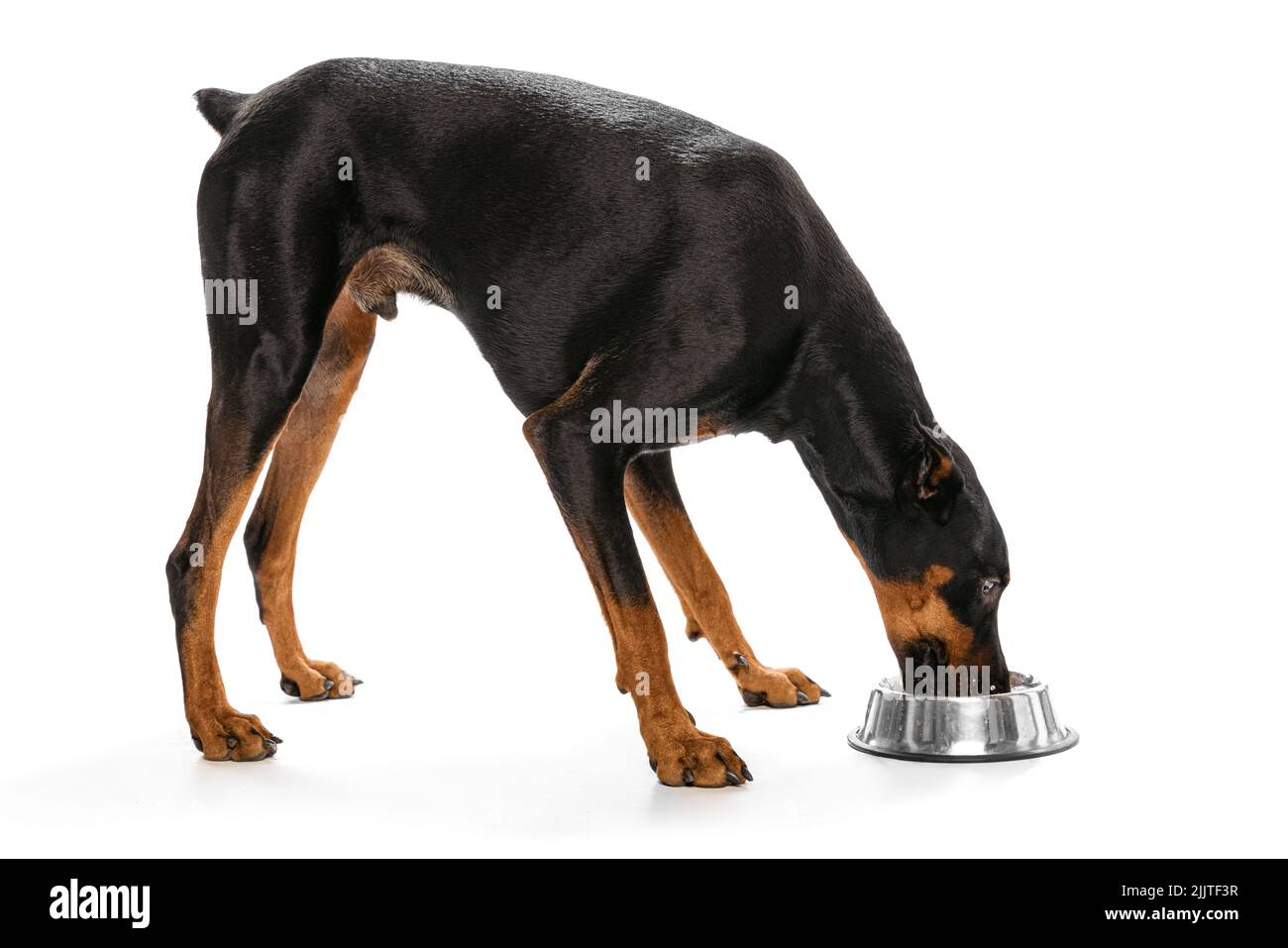 Muscular Doberman Pinscher