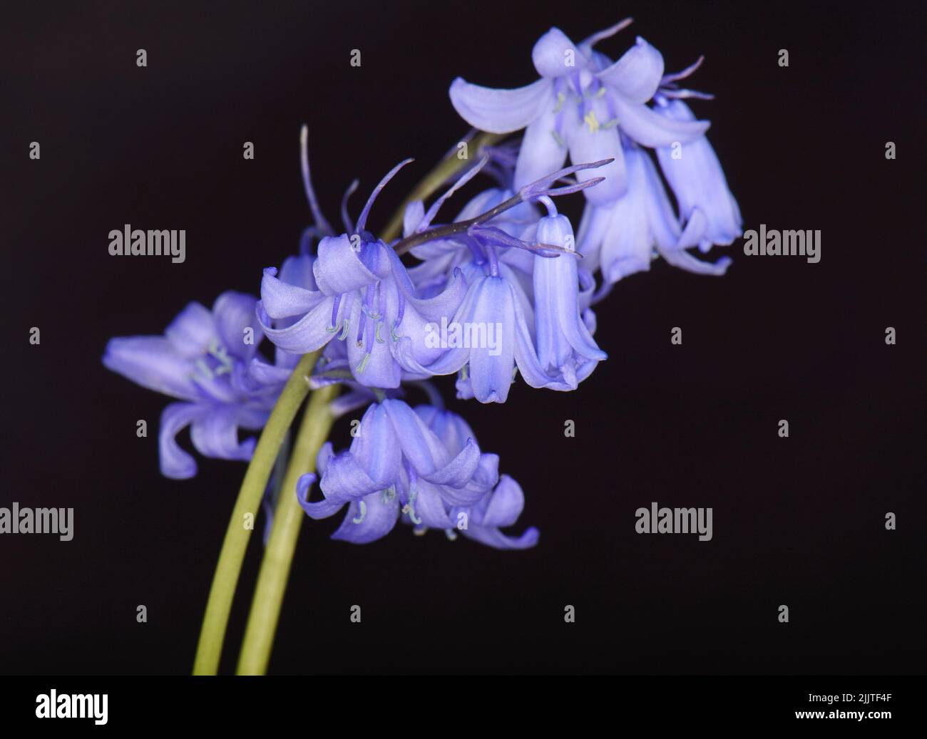 Spring bluebells, in macro, isolated on black background. Hyacinthoides ...