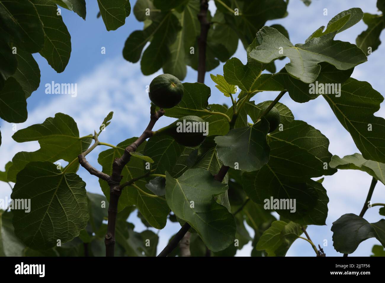 fig tree - brown turkey with unripe fruit Surrey England Stock Photo ...