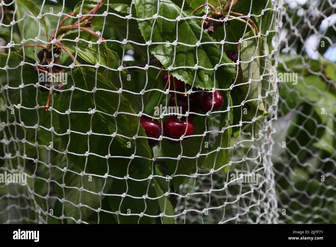 Mesh Netting over a Cherry Tree to Protect Fruit from Birds Surrey ...