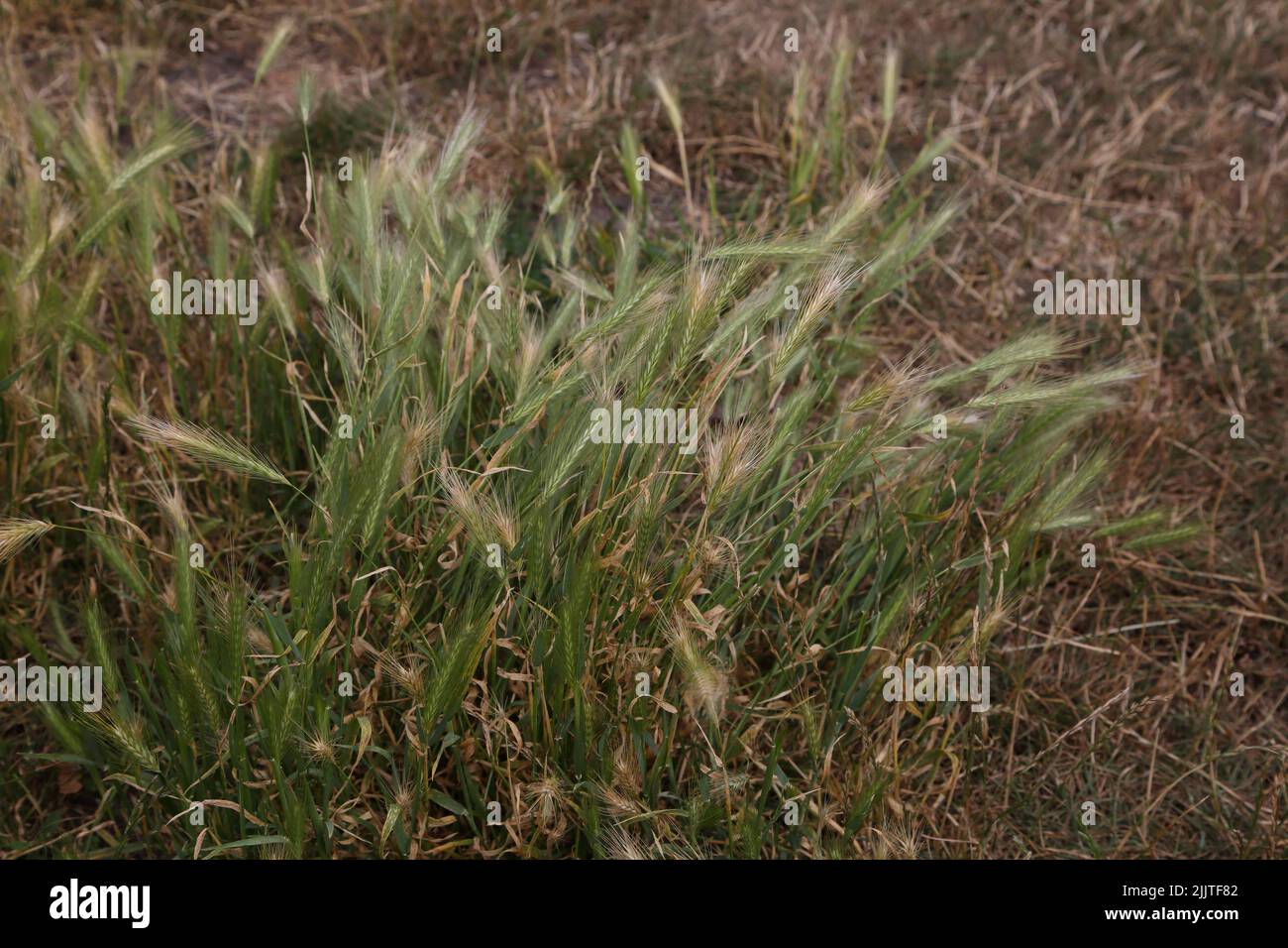 Wall Barley or Mouse Barley (Hordeum murinum) Nonsuch Park Surrey ...