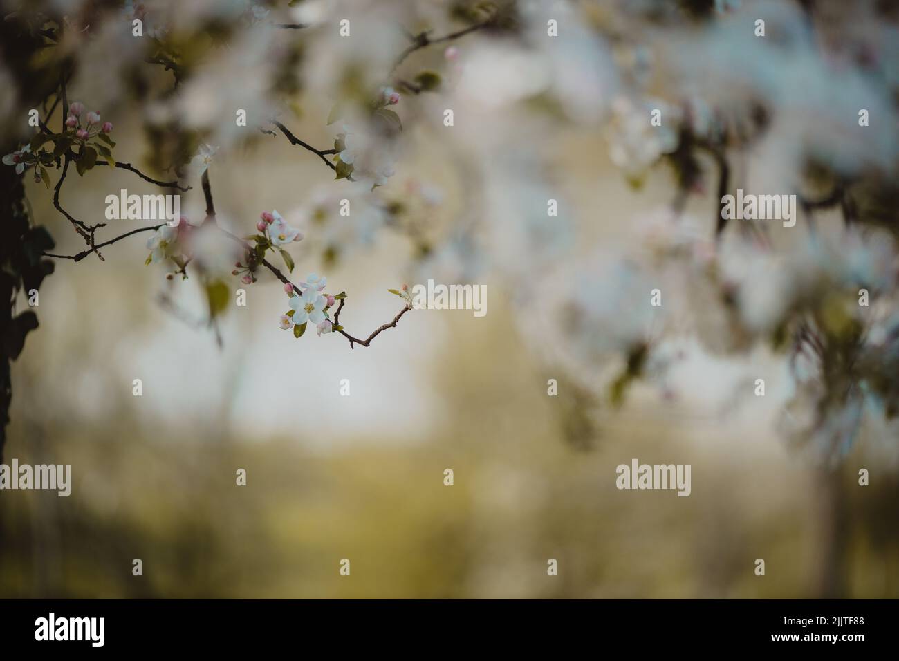 The beautiful natural pattern with apple tree blossom Stock Photo - Alamy