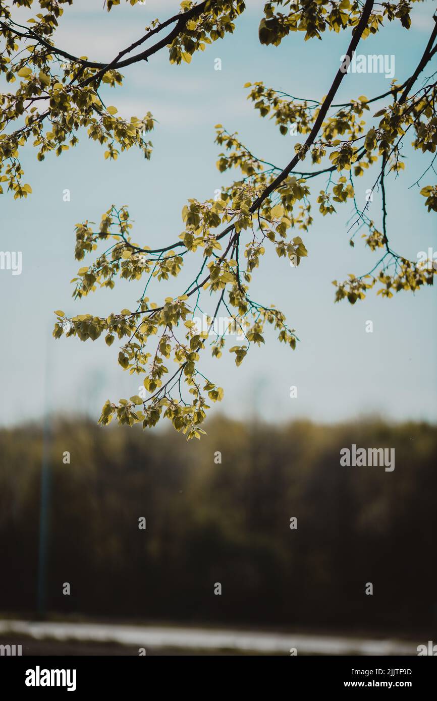A vertical shallow focus shot of a tree branch with leaves over a ...