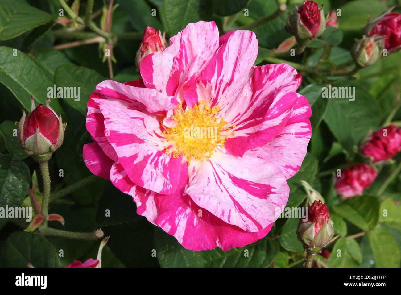 Rosa gallica versicolor hi-res stock photography and images - Alamy