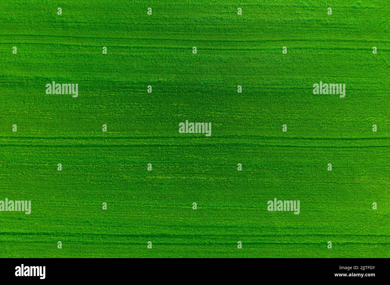 Drone view of green wheat field Aerial view of farmland and rows of ...