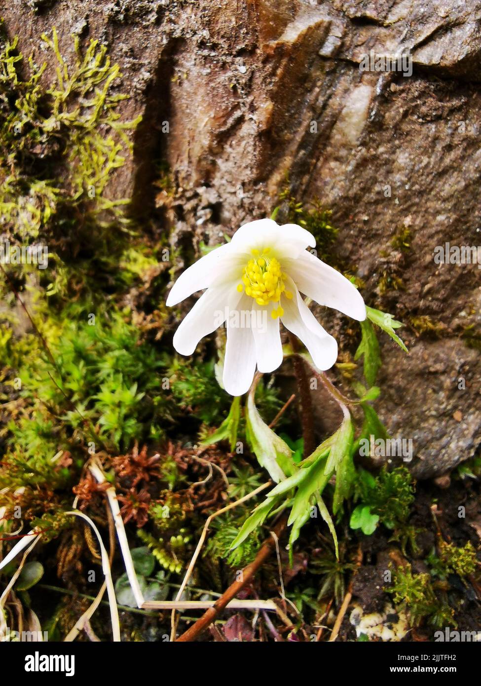 A vertical closeup of a white Bloodroot flower growing against a tree ...