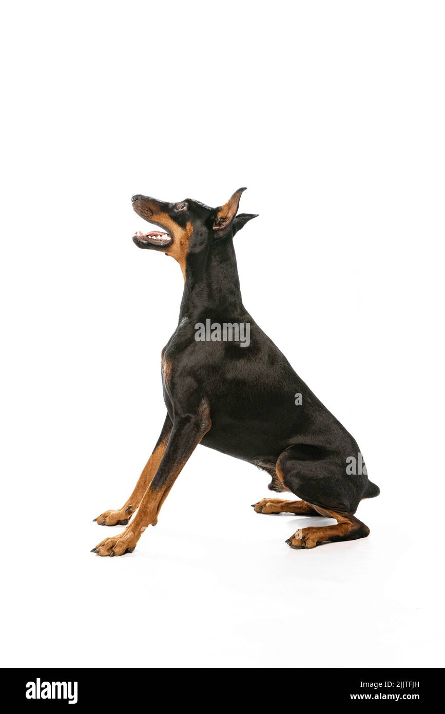 Side view of handsome black dog hi-res stock photography and images - Alamy