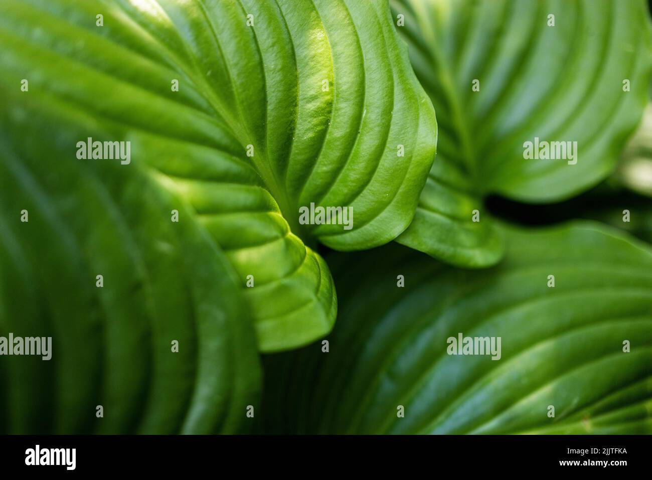 beautiful background of green hosta leaves for cosmetics, medicine ...