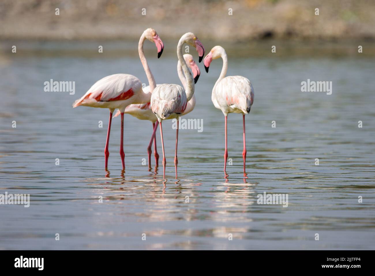 A flock of flamingoes on a shallow river Stock Photo - Alamy