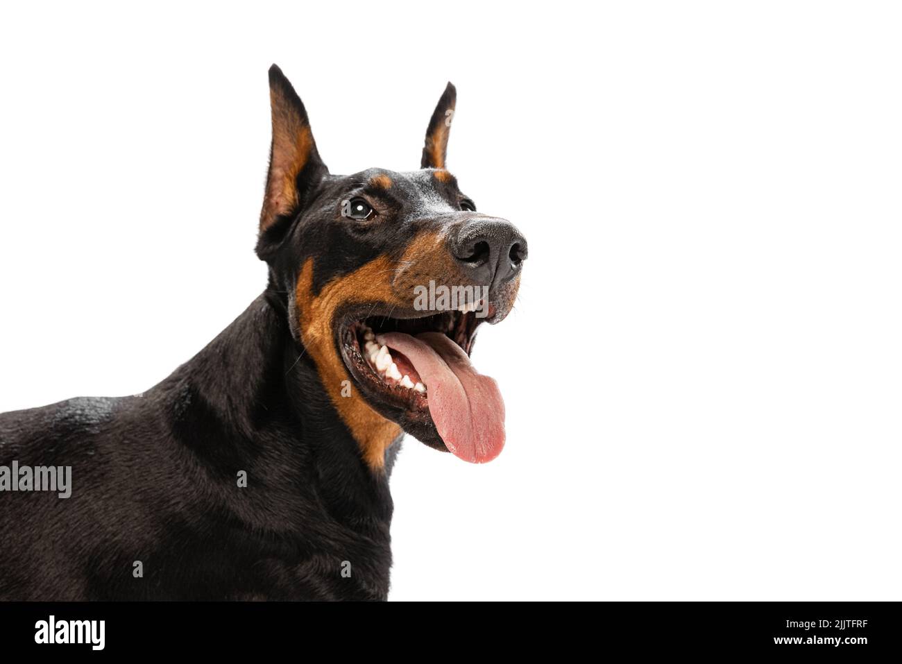 Red And Black Doberman