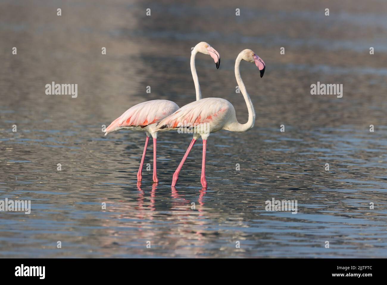 A couple of flamingos on a shallow river Stock Photo - Alamy