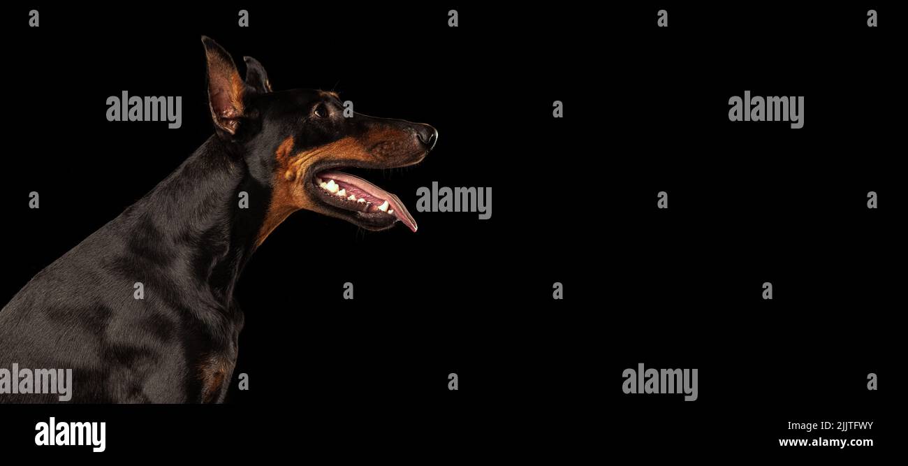 Portrait of elegant black-brown Doberman dog isolated on dark ...