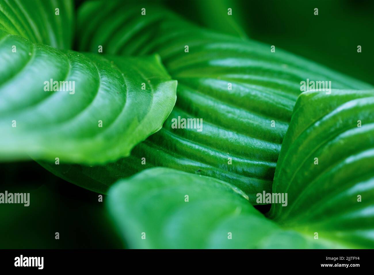 abstract background, texture of green hosta leaves. Ecology concept ...