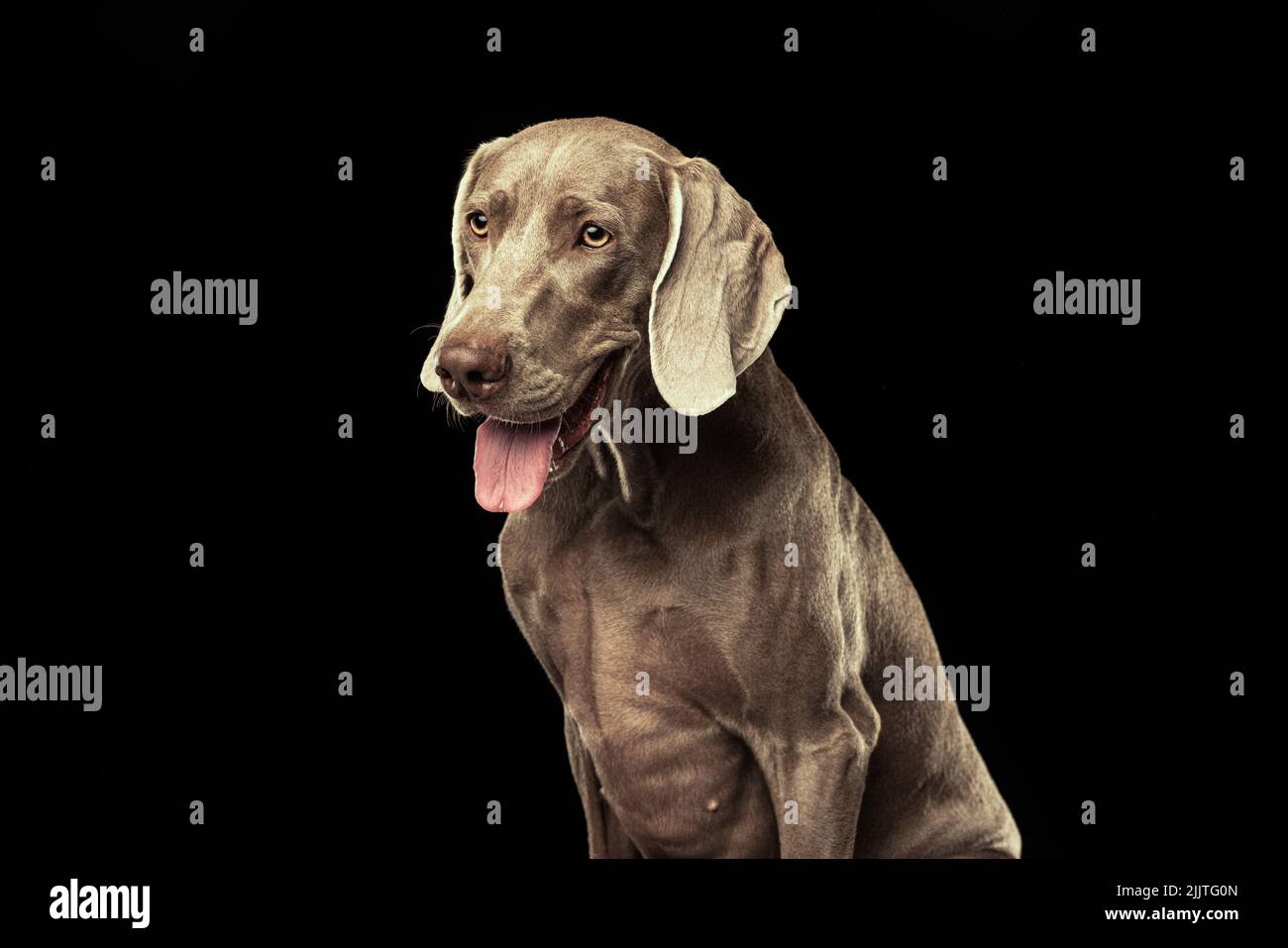 Weimaraner isolated sit hi-res stock photography and images - Alamy