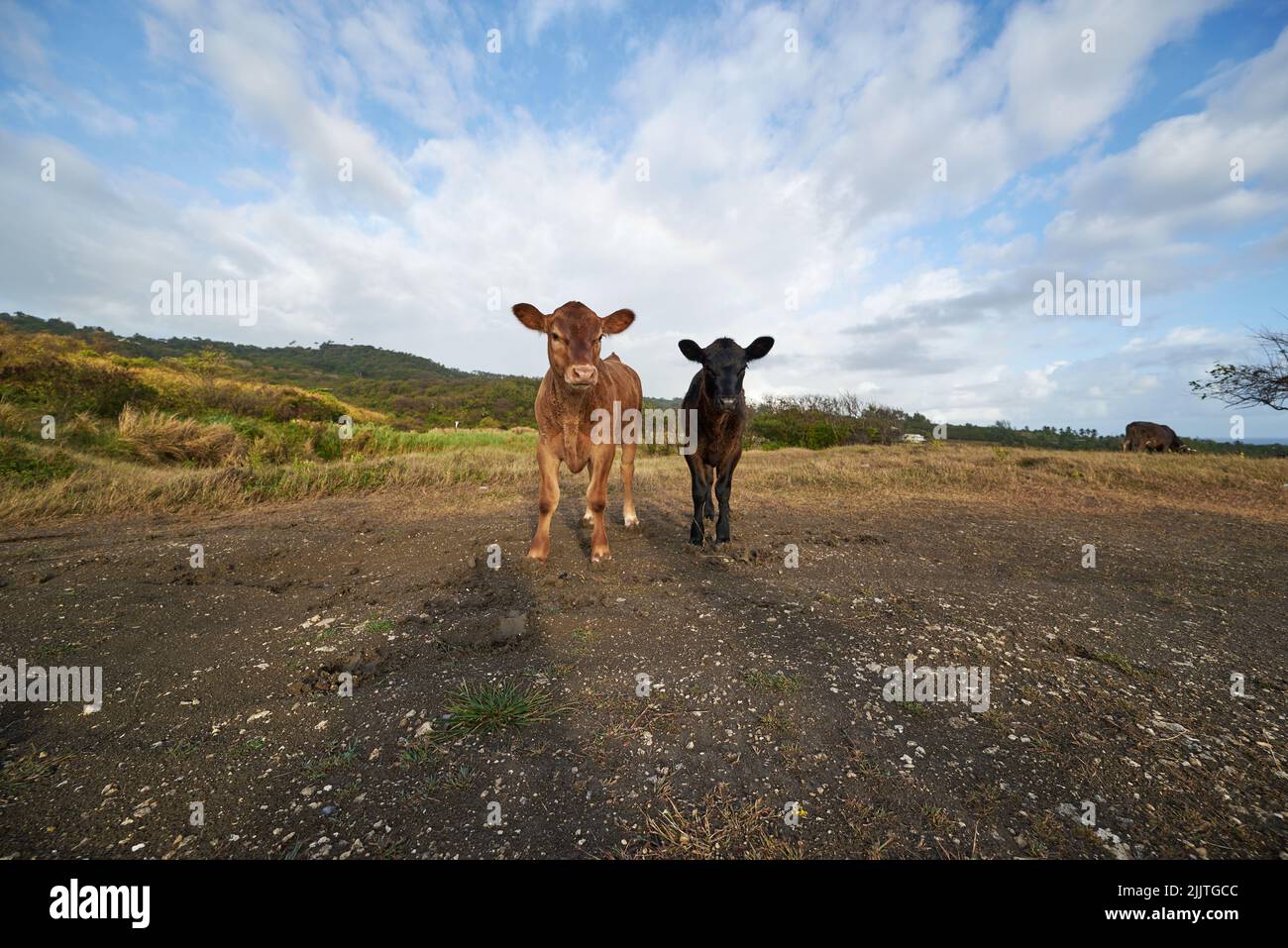 A low angle of two adorable calves in the field with beautiful blue sky ...