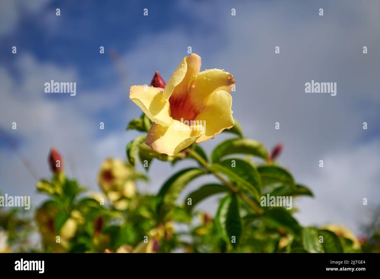 Allamanda flower hi-res stock photography and images - Alamy