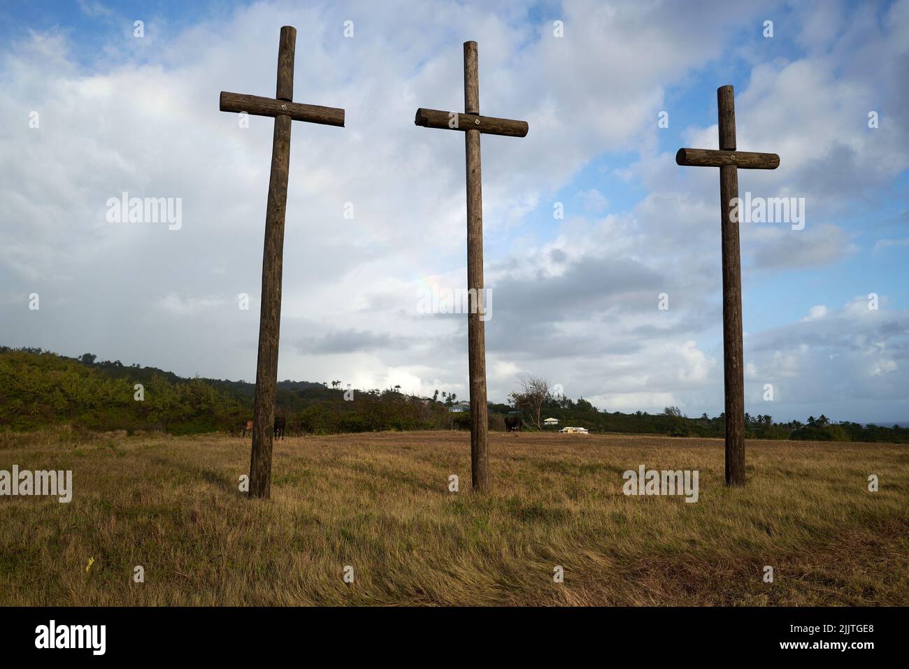 A low angle of three wooden crosses in the field against blue sky ...