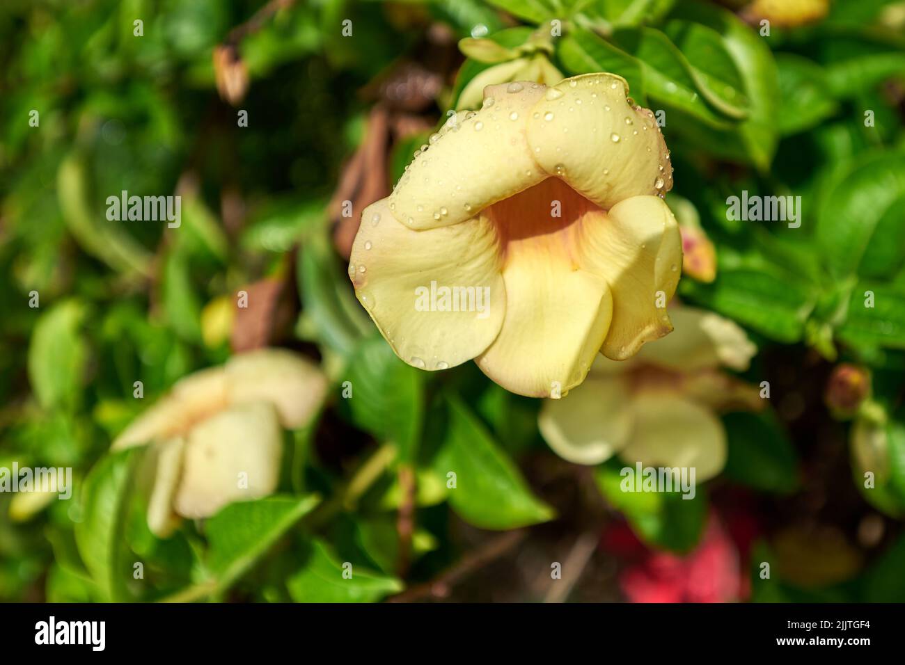 Allamanda flower hi-res stock photography and images - Alamy