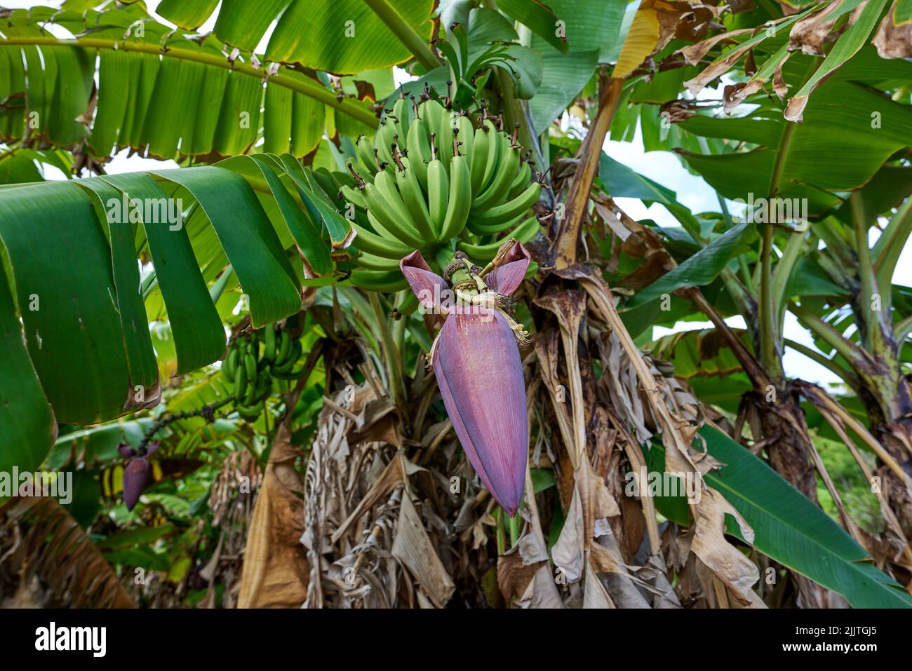 Bananas growing tree hi-res stock photography and images - Alamy