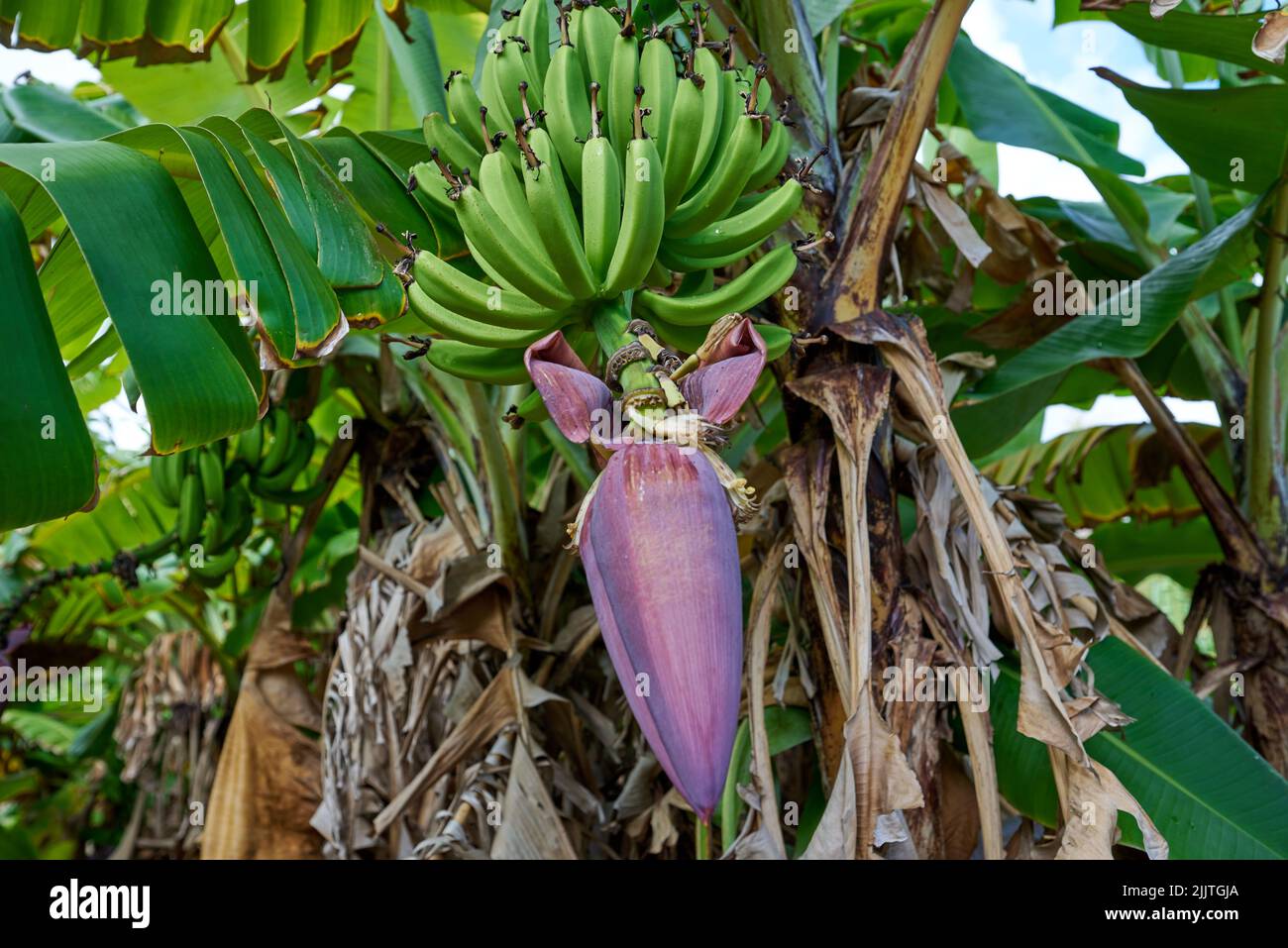 A closeup shot of bananas growing on the tree in summer Stock Photo - Alamy