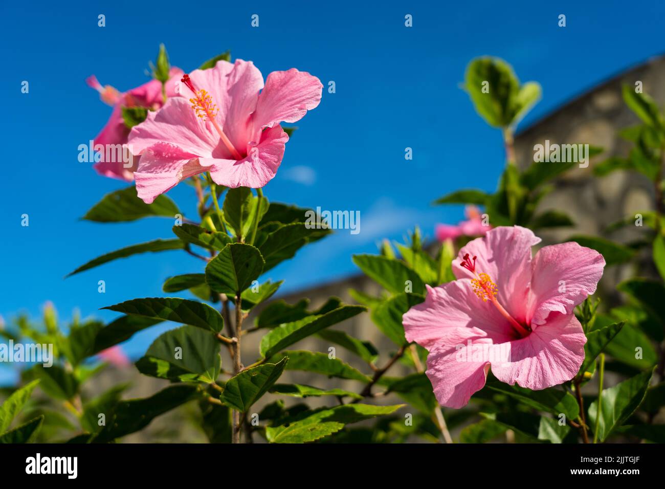 Dominican republic flower plant hi-res stock photography and images - Alamy