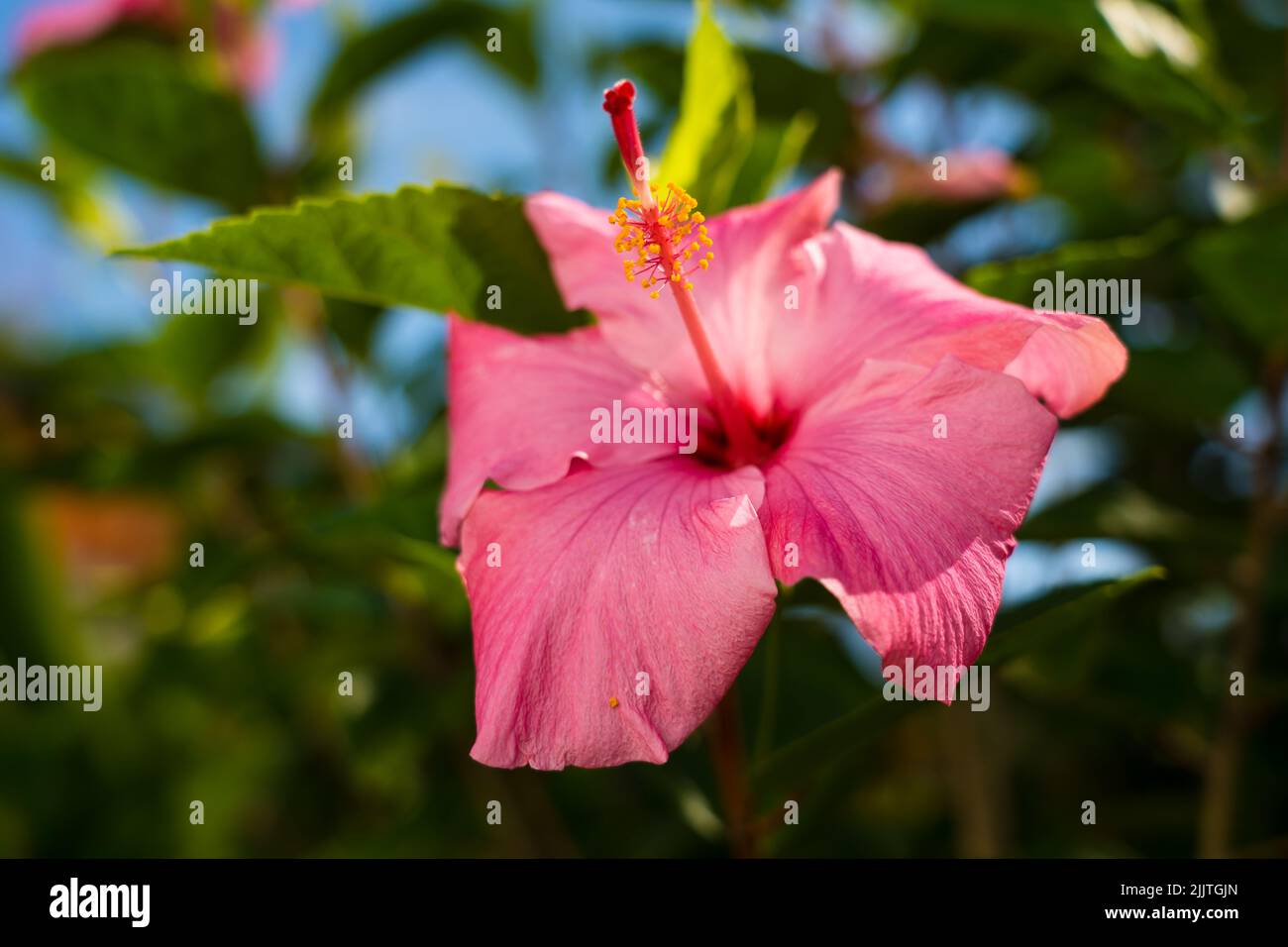 Hardy hibiscus hi-res stock photography and images - Alamy