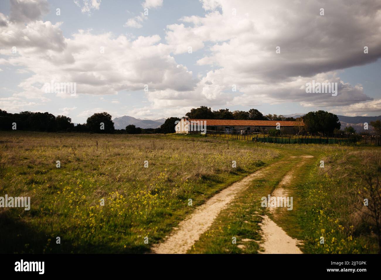 An aerial view of grassy road surrounded by flowers in background of ...