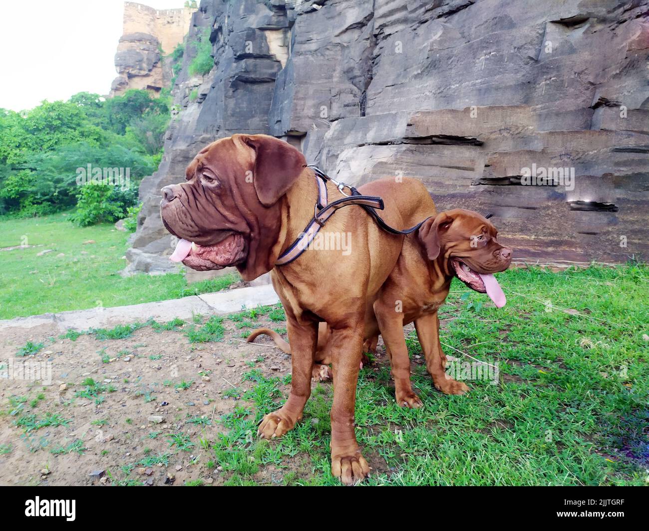 Tibetan mastiff puppy hi-res stock photography and images - Alamy