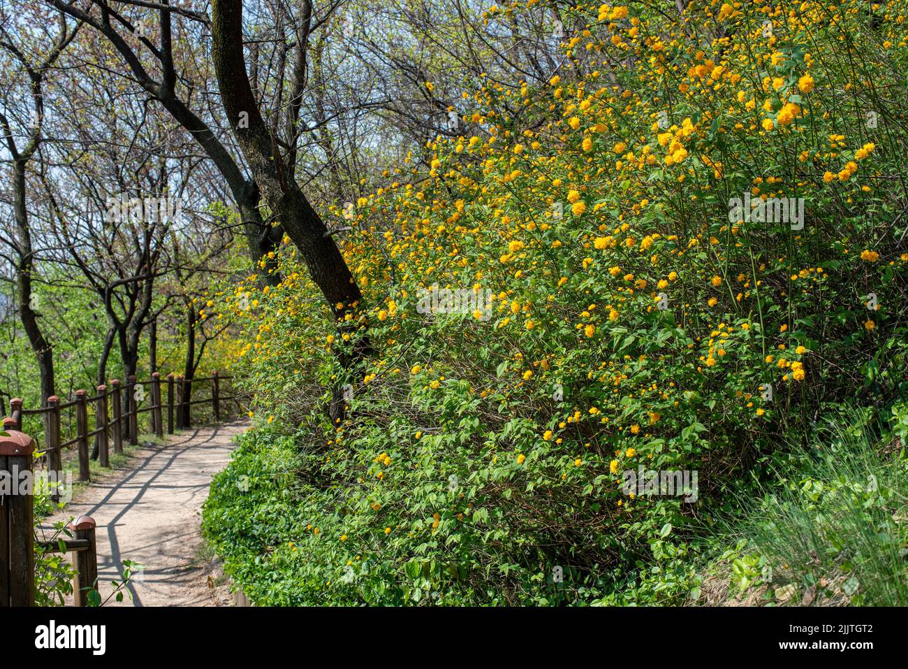 The beautiful Japanese kerria next to a path in the park Stock Photo ...