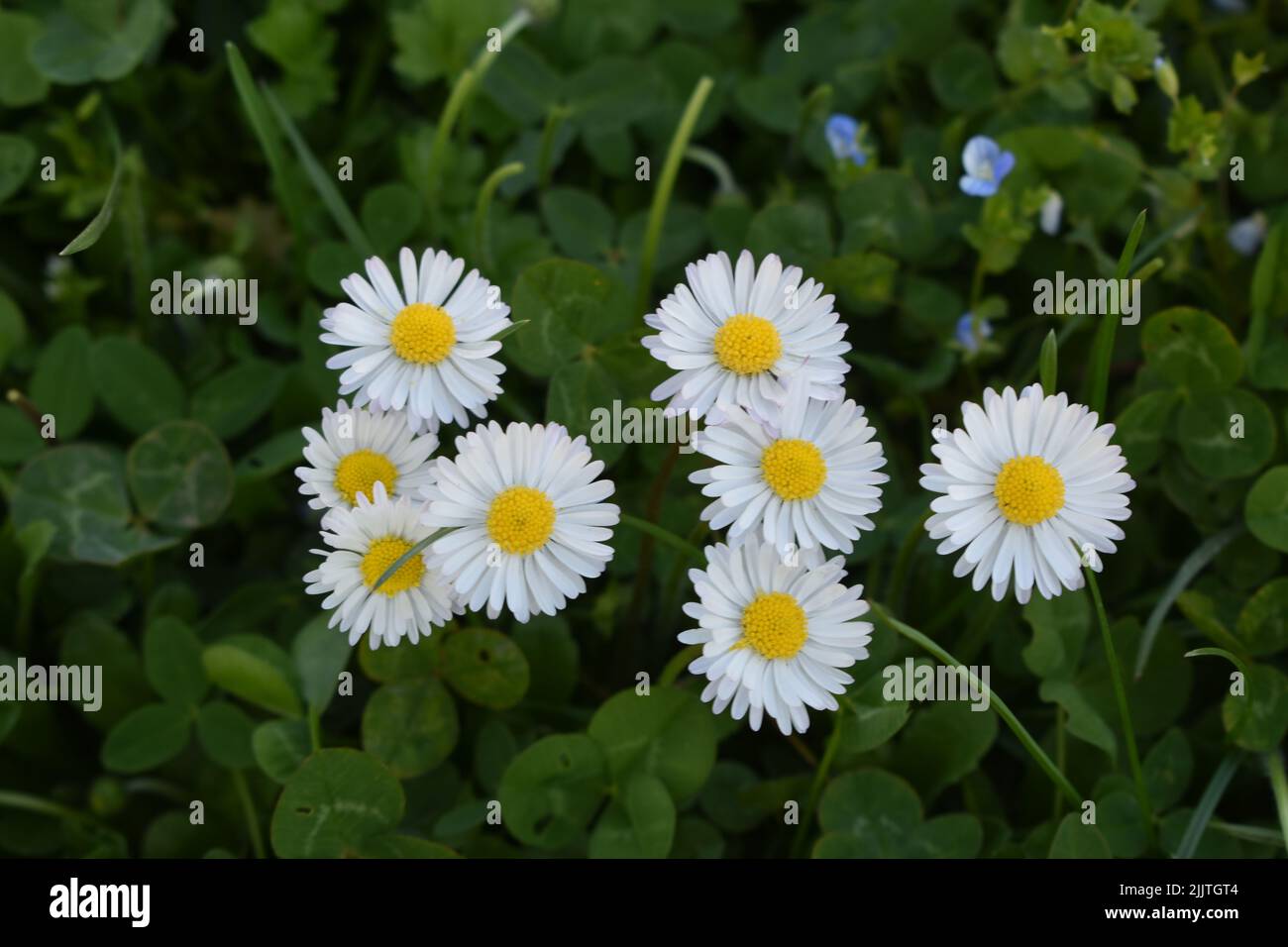 Closeup common daisy flowers hi-res stock photography and images - Alamy