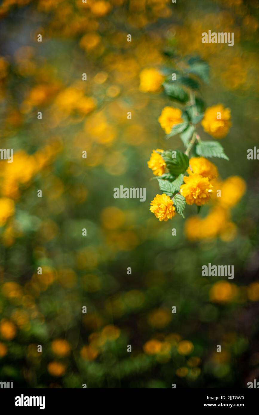 Japanese kerria yellow flowers hi-res stock photography and images - Alamy