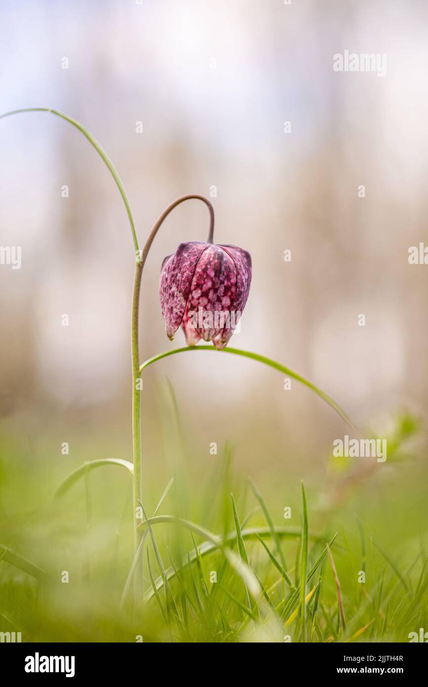 A closeup of a Fritillaria meleagris flower in a park in Zalaegerszeg ...