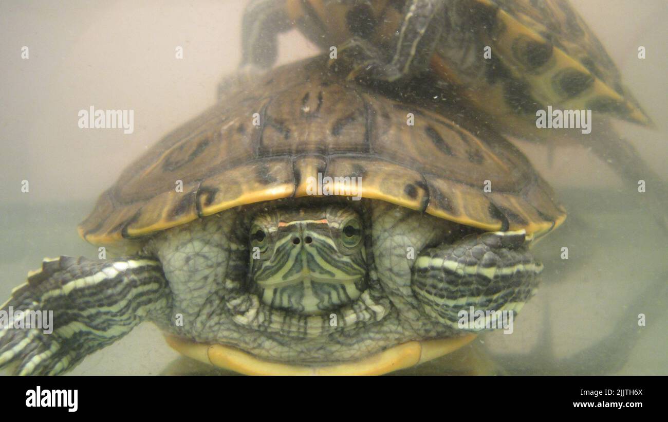 Beautiful sea turtle swim in hi-res stock photography and images - Alamy