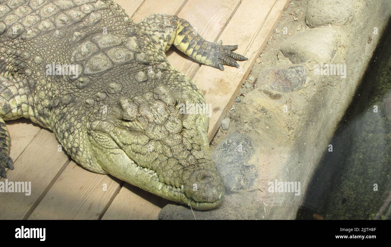 Alligator pattern hi-res stock photography and images - Alamy