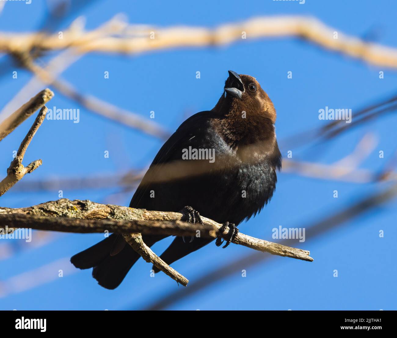 Cowbird songbird bird hi-res stock photography and images - Alamy