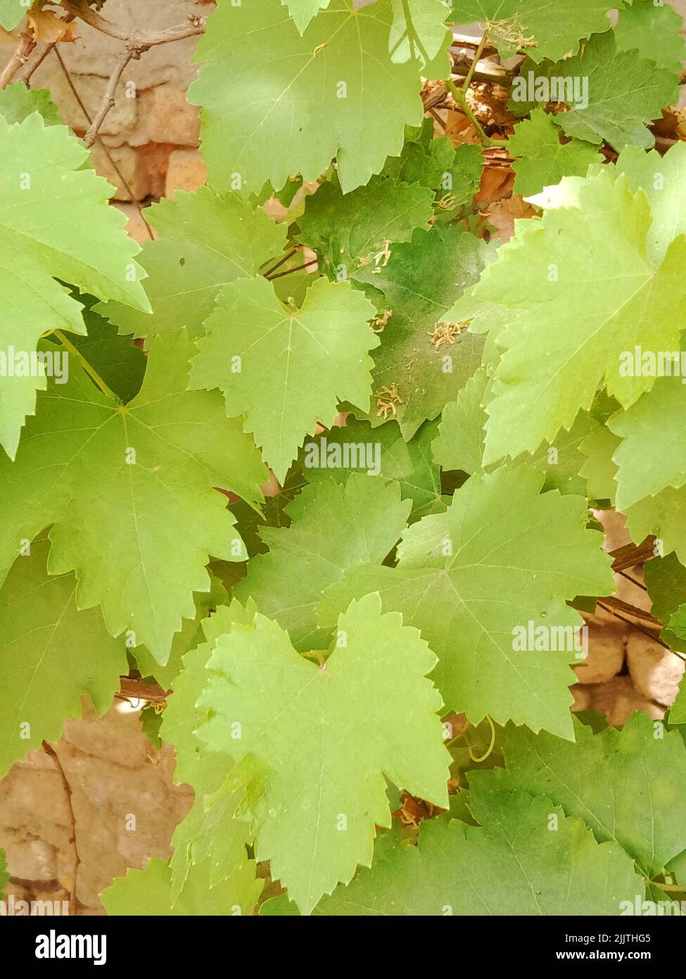 Grape leaves plant hi-res stock photography and images - Alamy