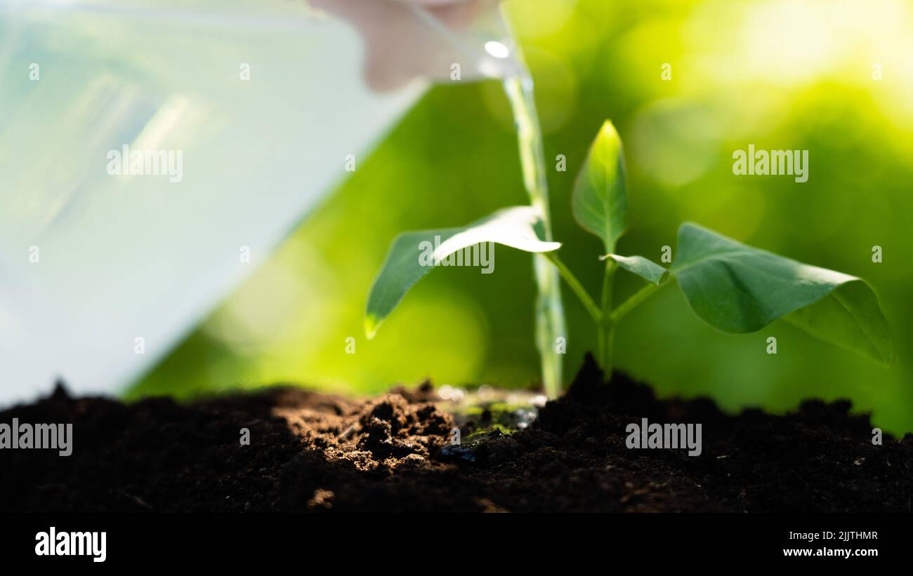 Young plant watered from a watering can Stock Photo - Alamy
