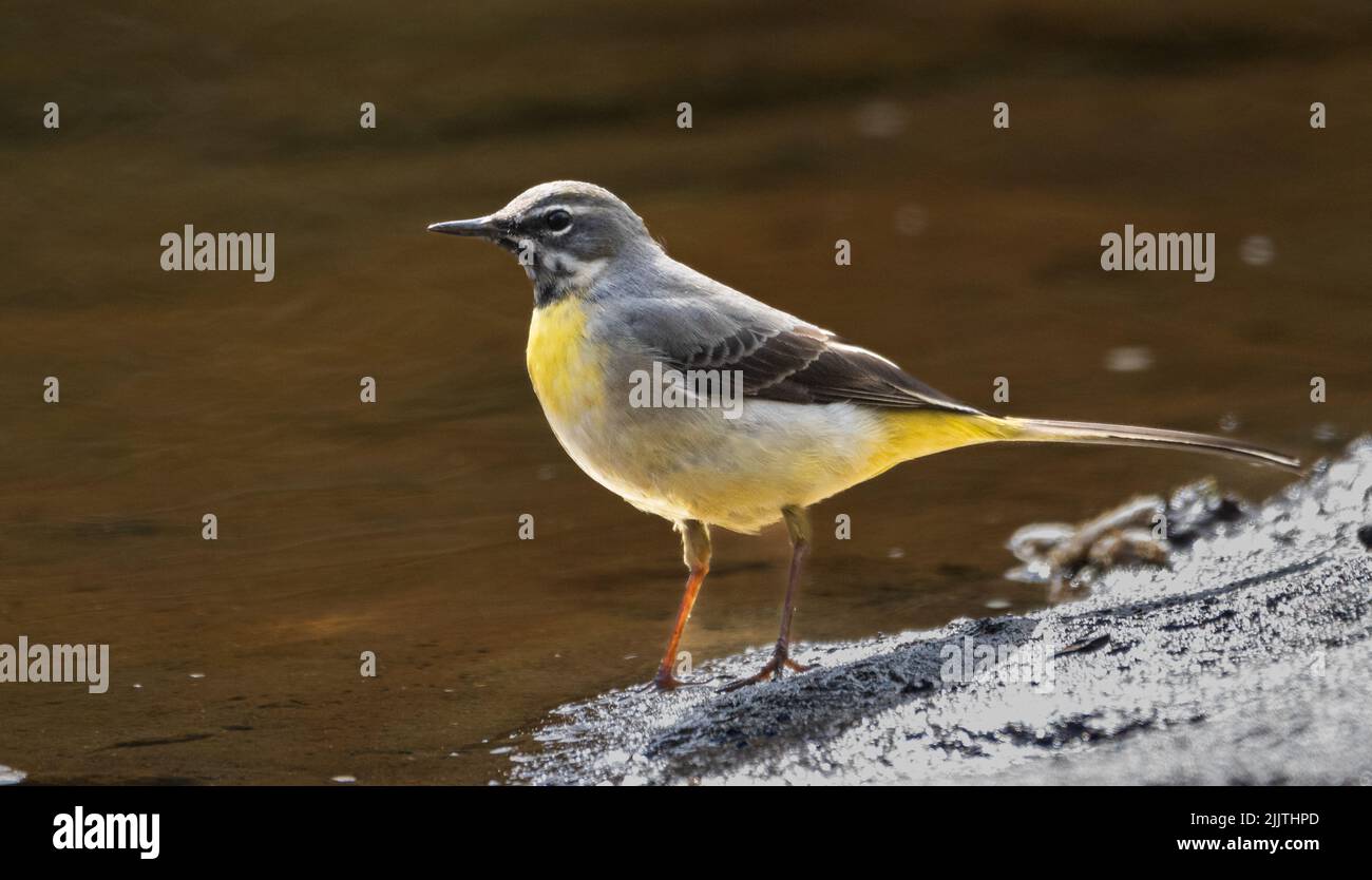 Grey wagtail fauna hi-res stock photography and images - Alamy
