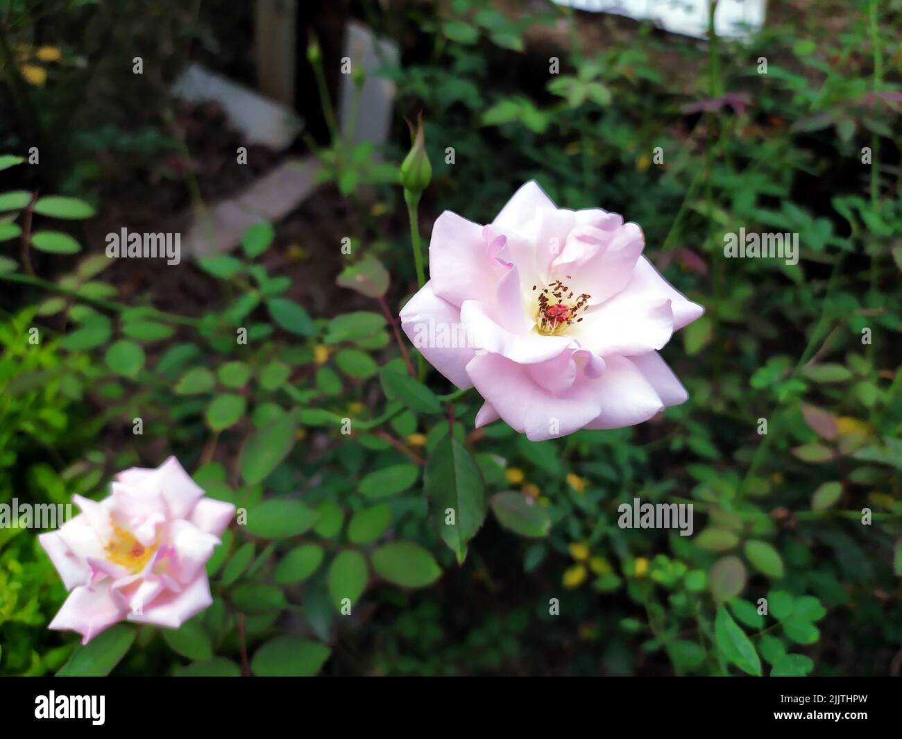 Beauty rose leafs hi-res stock photography and images - Alamy
