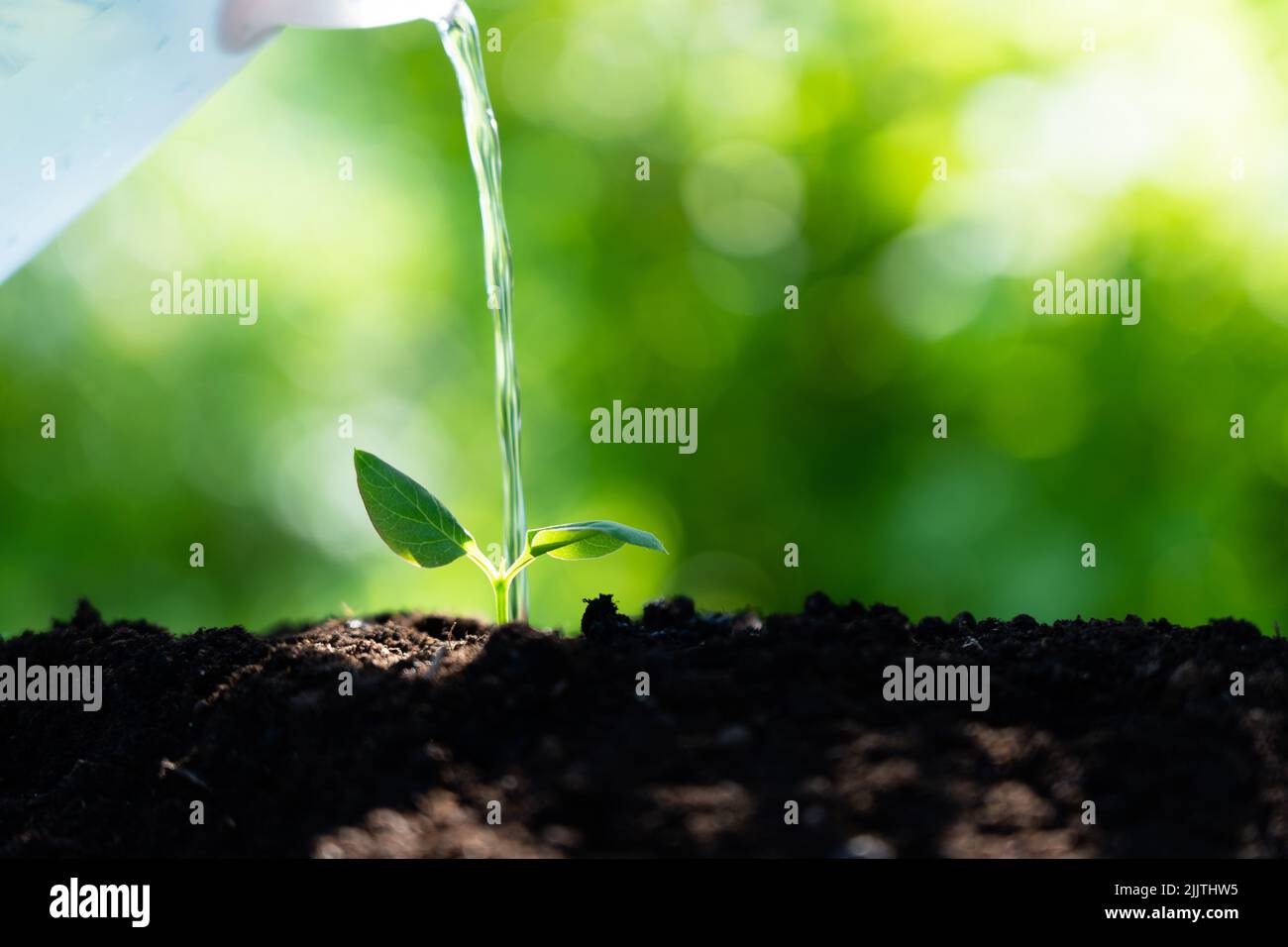 Young plant watered from a watering can Stock Photo - Alamy