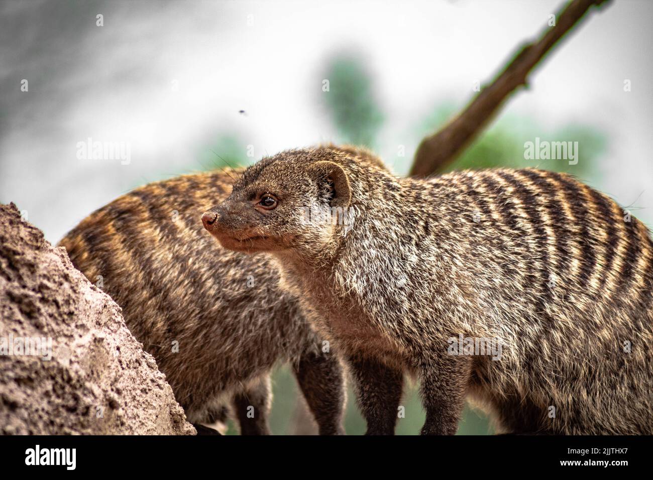 Mongoose body hi-res stock photography and images - Alamy
