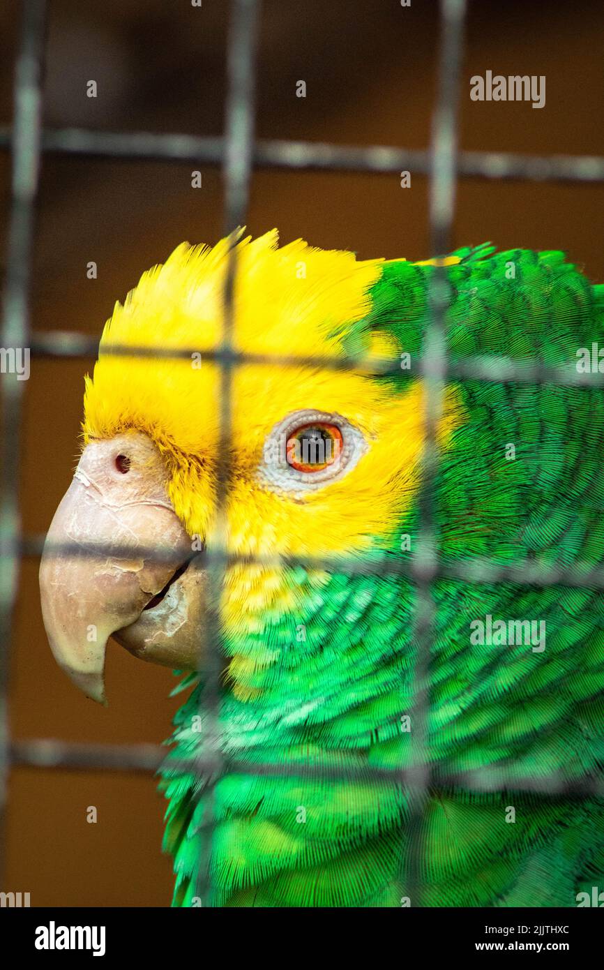 A vertical shot of a green and yellow parrot in a cage behind the bars ...