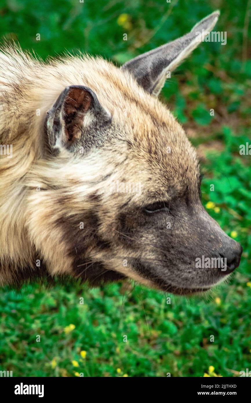 A vertical shot of a wild hyena with an injured ear in a park ...