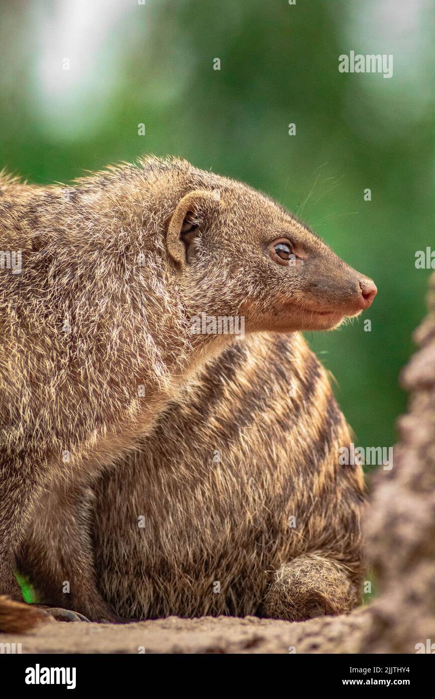 Mongoose body hi-res stock photography and images - Alamy