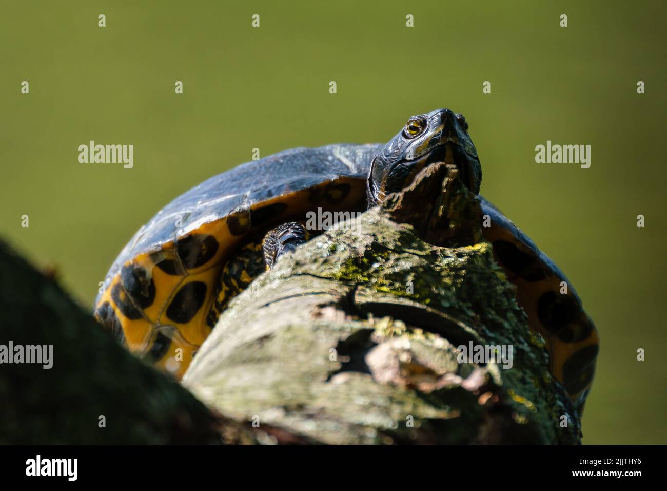 Yellow bellied slider turtle hi-res stock photography and images - Alamy