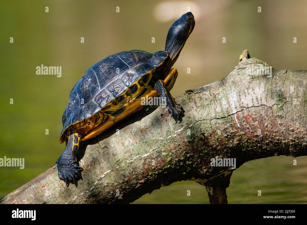Yellow bellied slider turtle hi-res stock photography and images - Alamy