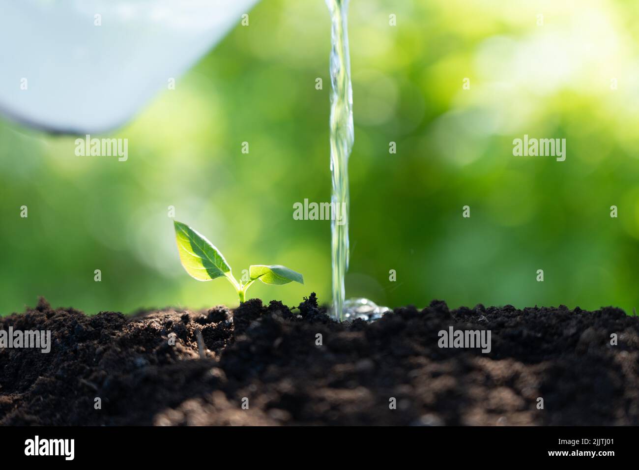 Young plant watered from a watering can Stock Photo - Alamy