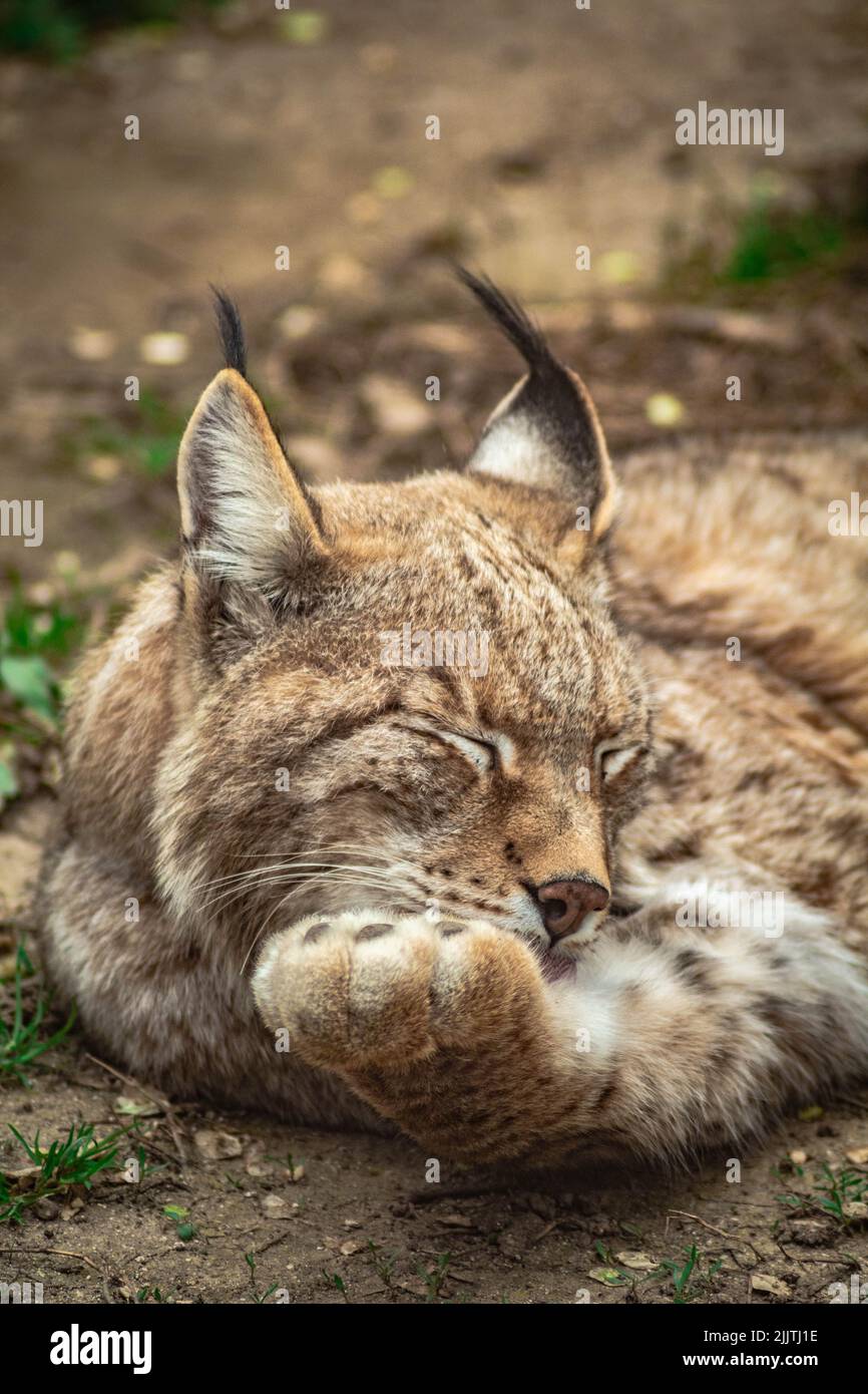 A vertical shot of a Eurasian lynx licking its paw in a park in a ...